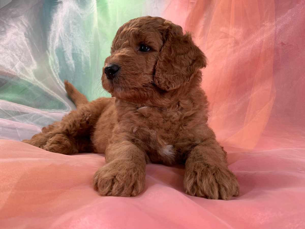 Dark Red Miniature Bernedoodles for Sale, Male and Females Available!