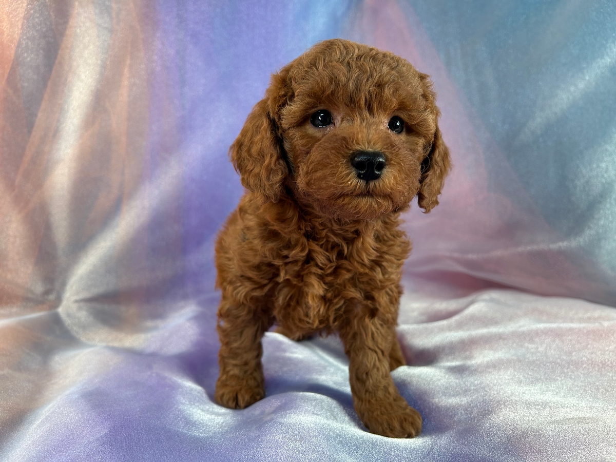 Dark Red F1b Mini Goldendoodles in Iowa!