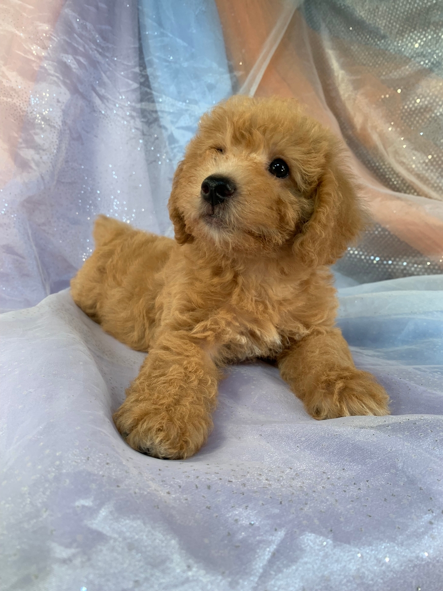 Joice Iowa Puppies at Shirley Gonzalez blog