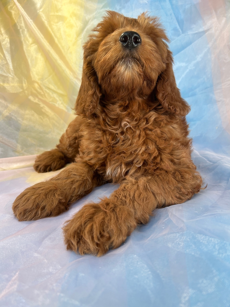 Dark Red Female Miniature Bernedoodle Puppies Available