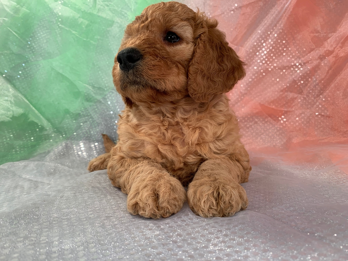 Dark Red Miniature Goldendoodles For Sale, Iowa Breeders, Puppies ...