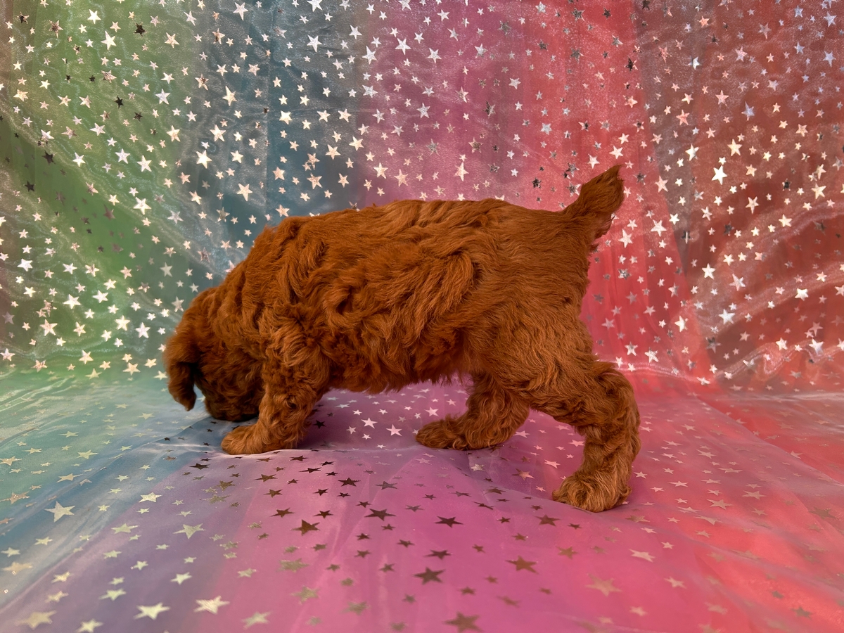 Dark Red Miniature Schnoodle for Sale
