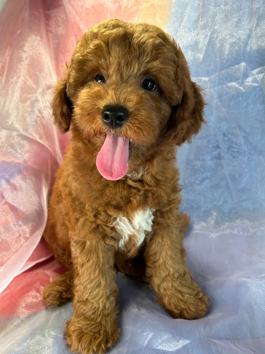 Professionally Breeding Miniature Goldendoodles