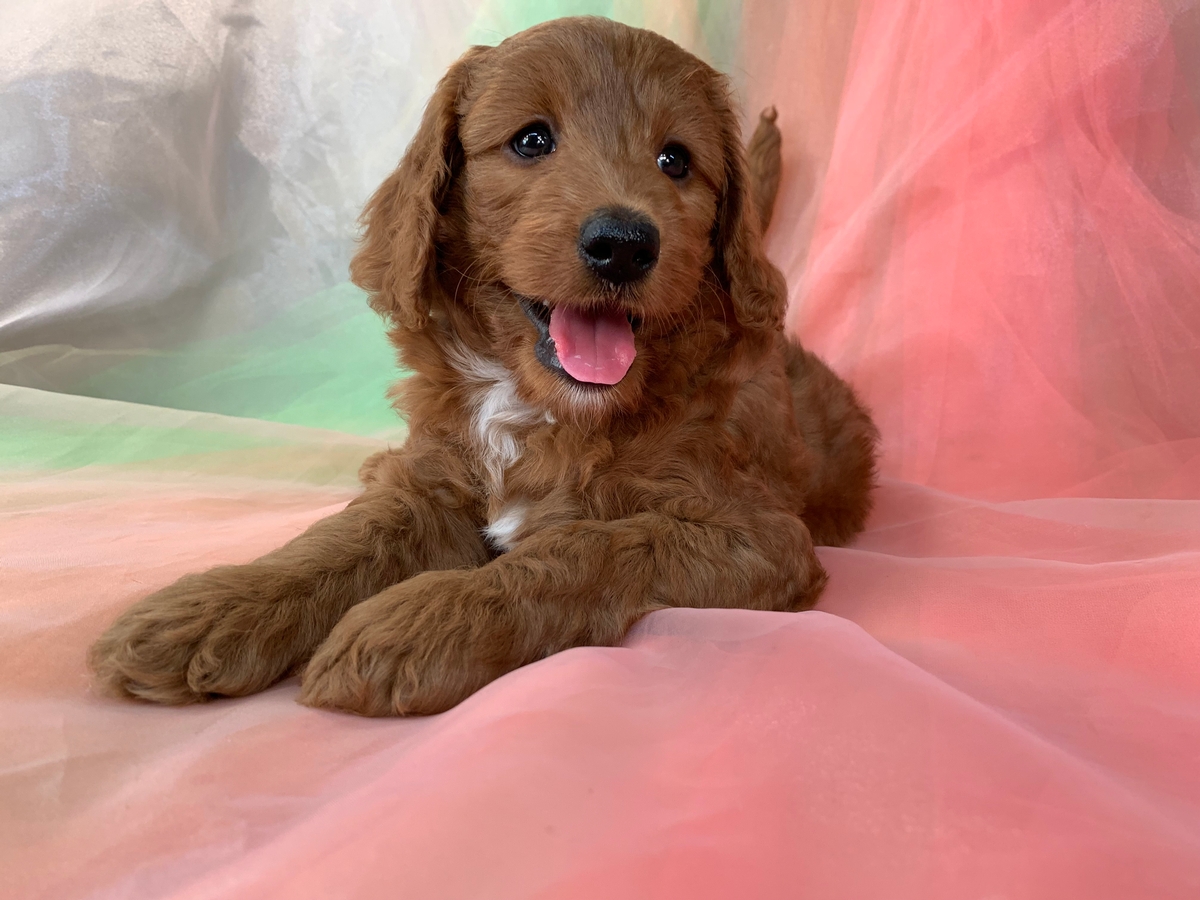 Dark Red F1b Miniature Bernedoodle Puppies for Sale Now!