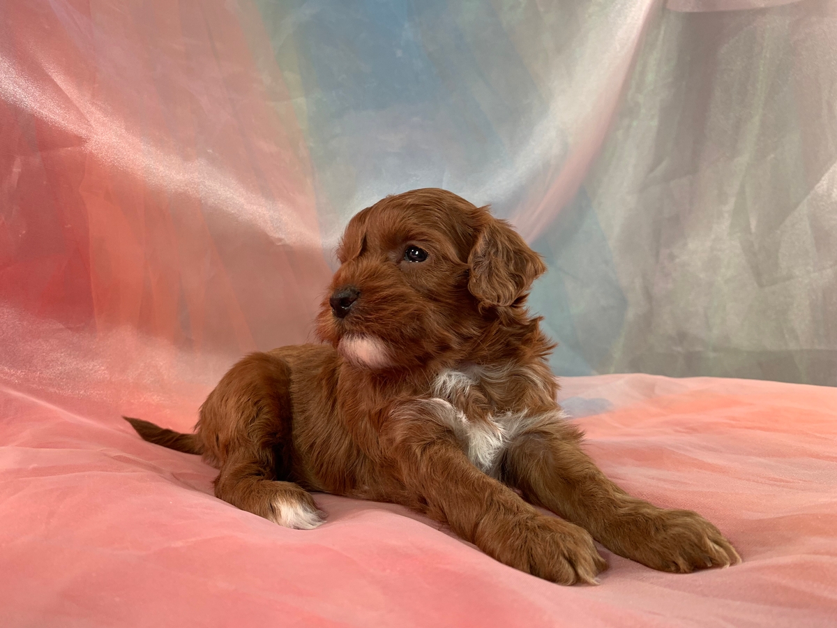 Dark Red and White Mini Bernedoodles for sale, F1b, Available and Ready ...