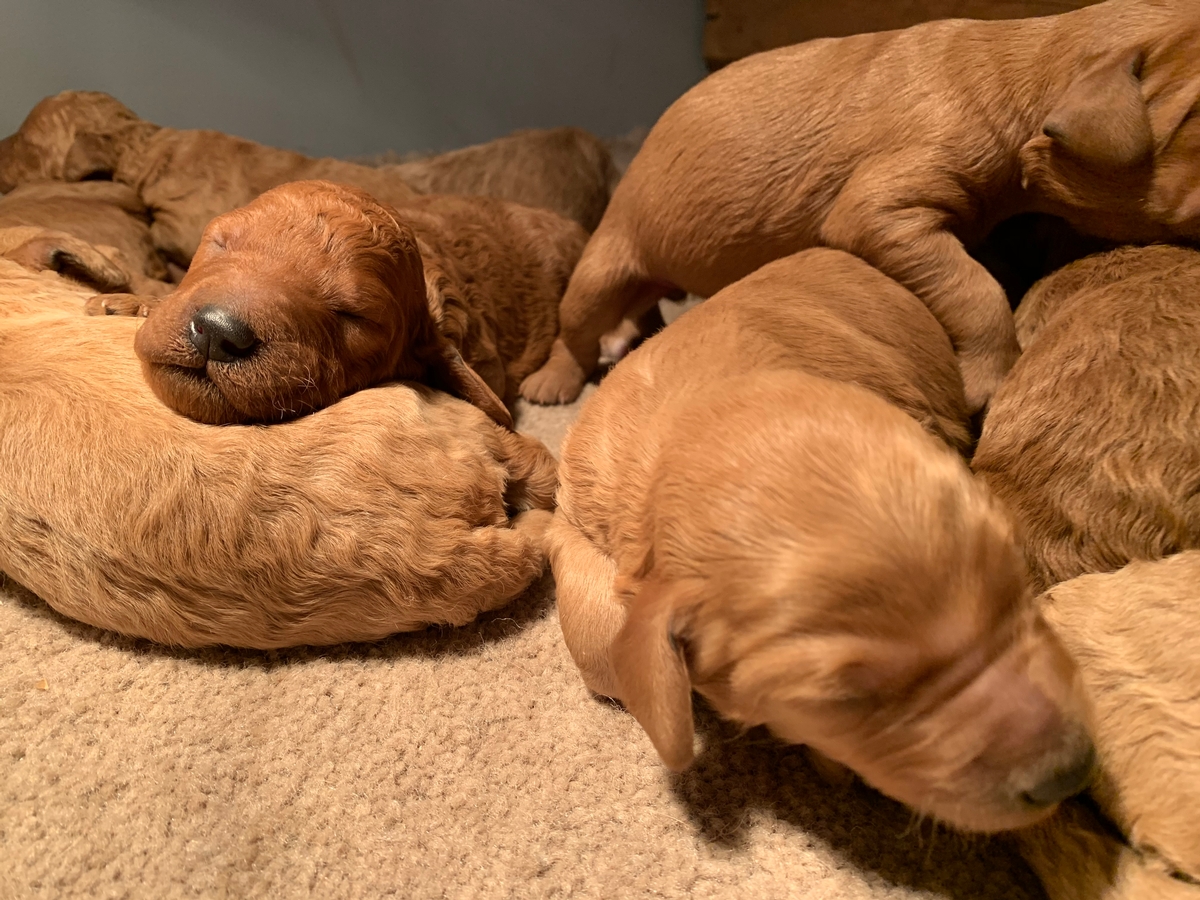 F1b Labradoodle Breeders, Iowa, Dark Red Labradoodle Puppy For Sale