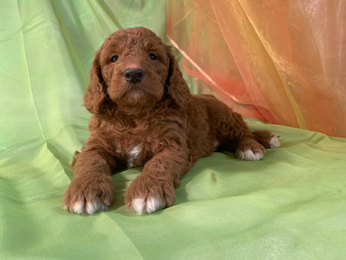 Dark Red Miniature Bernedoodle Puppies For Sale, Iowa's Top Breeder
