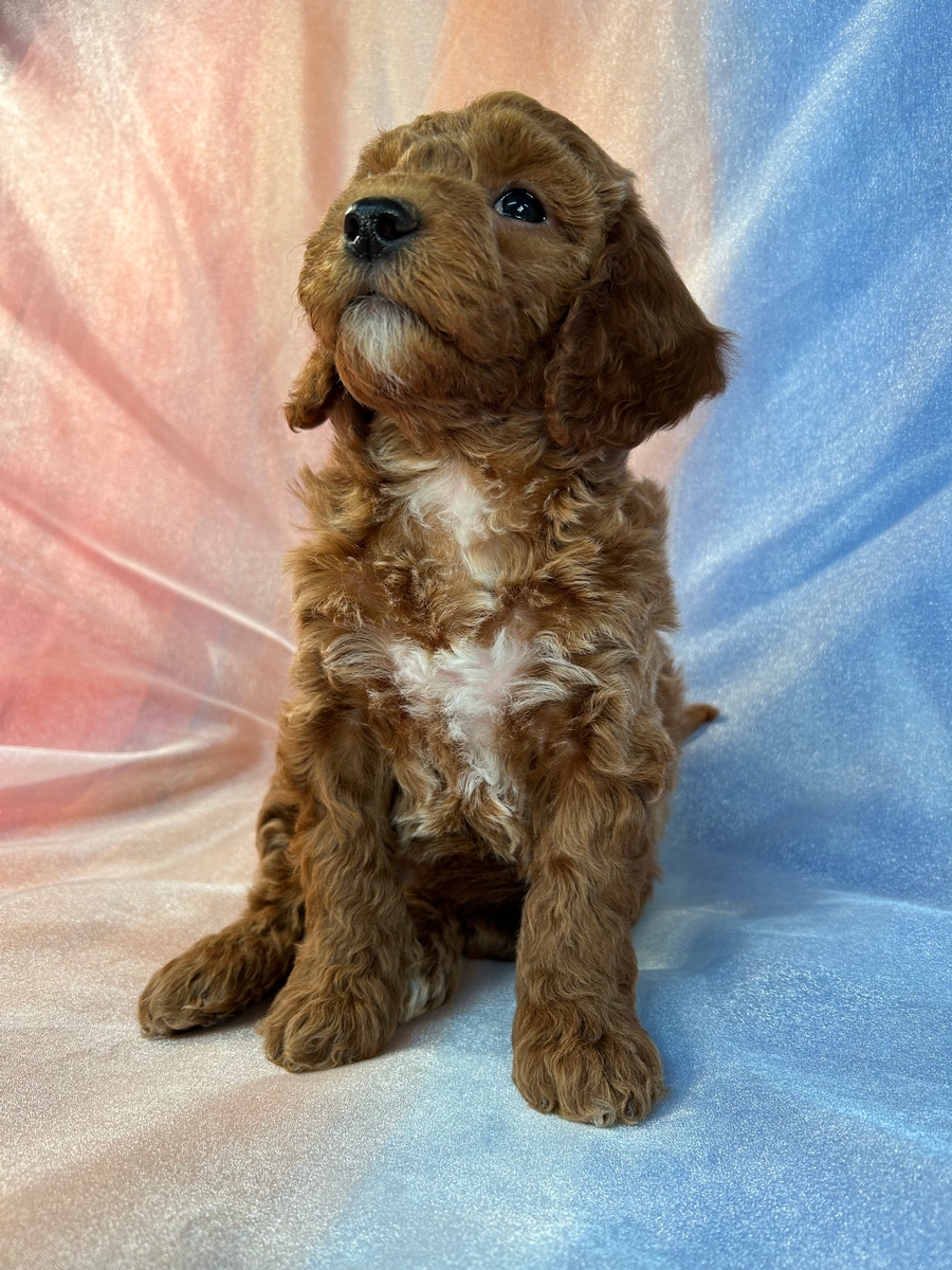 Professional Miniature Goldendoodle Breeder Located in Iowa!