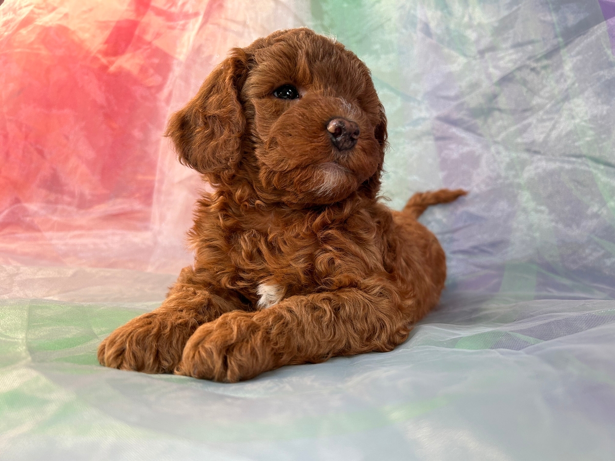 Dark Red Mini Bernedoodle Breeders in Iowa