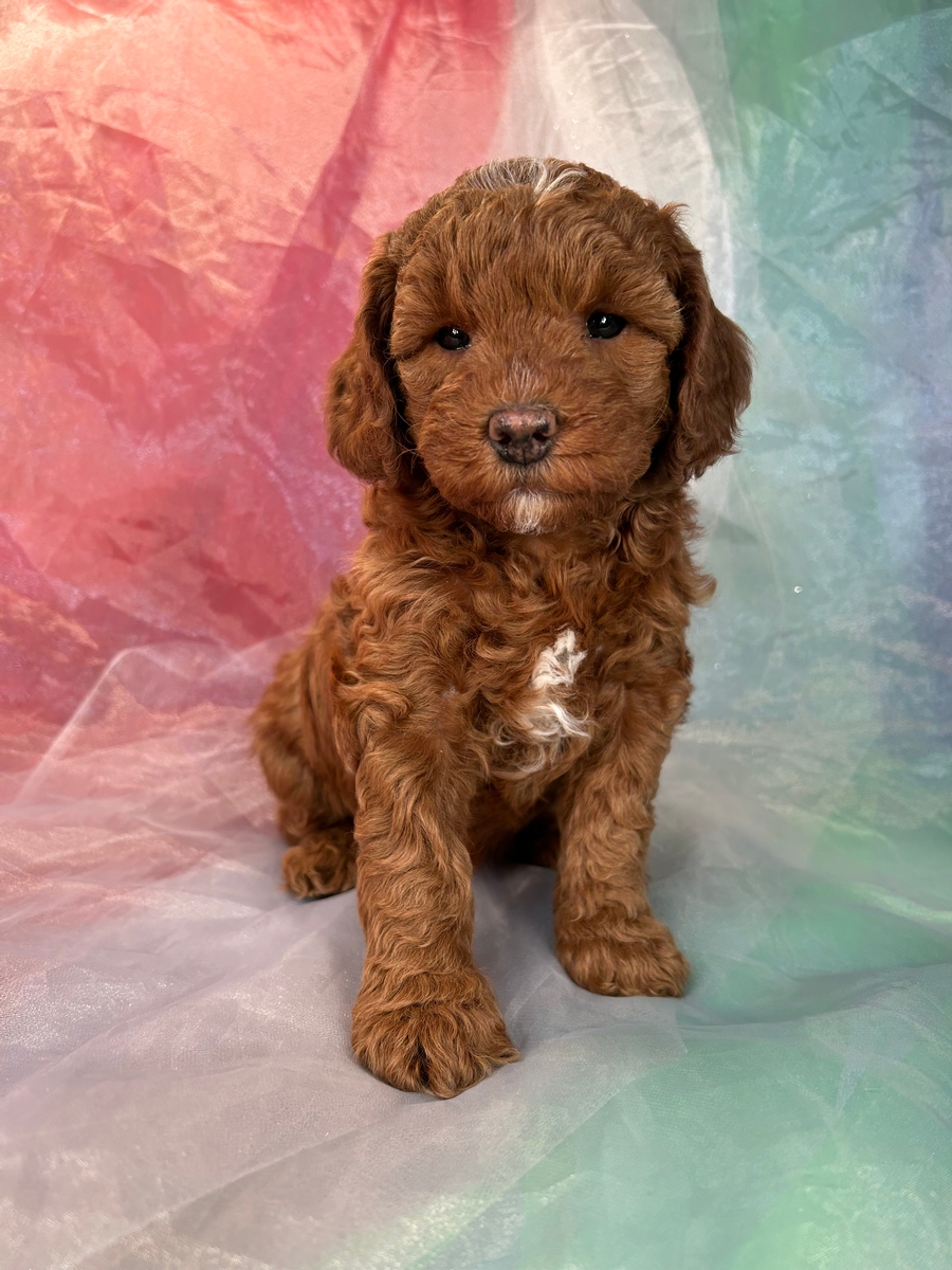 Dark Red Mini Bernedoodle Breeders in Iowa