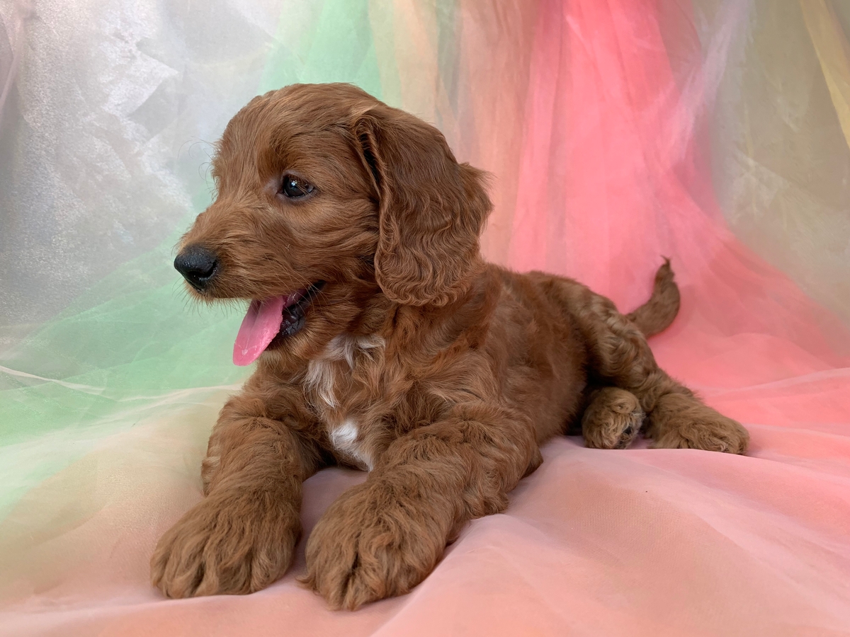Dark Red F1b Miniature Bernedoodle Puppies for Sale Now!