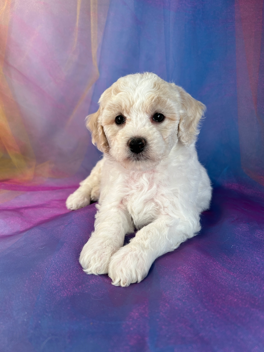 Bichon Poodle Breeder in Iowa, Puppies Available Now!