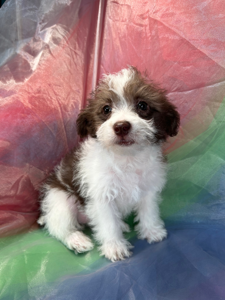 Chocolate and White Female Schnoodle Puppy for Sale in Iowa