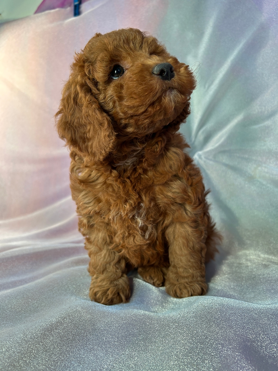Red Female Cockapoo Puppy, Iowa Bred F1 Cockapoos