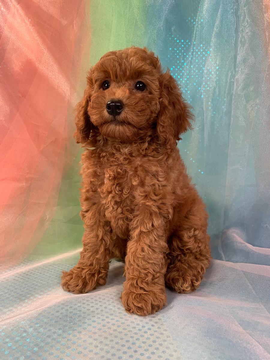 Dark Red Cockapoo Puppies for Sale, Iowa's Top Breeder