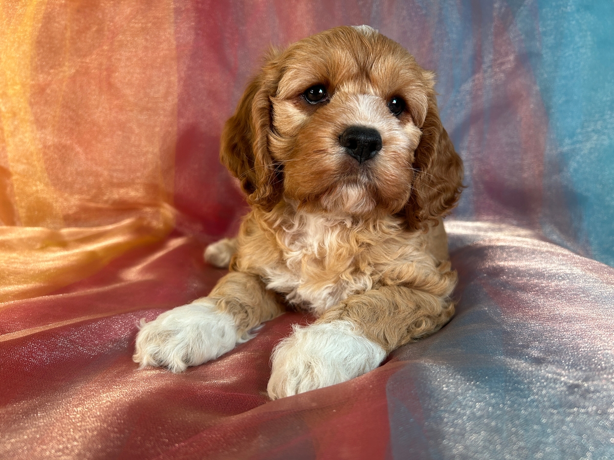 Sale, Cockapoos, Iowa, Now!