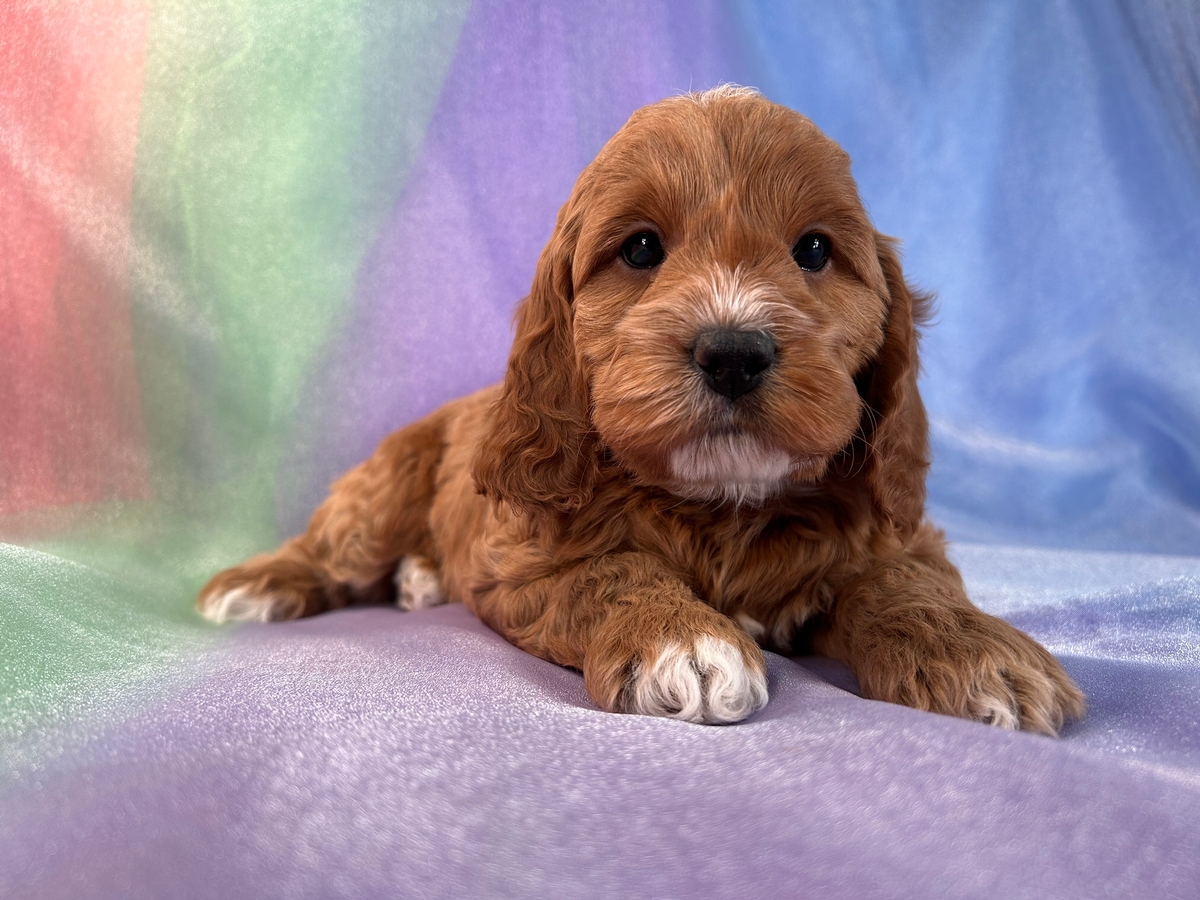 Dark Red F1 Cockapoo Puppies for Sale, Iowa Breeders