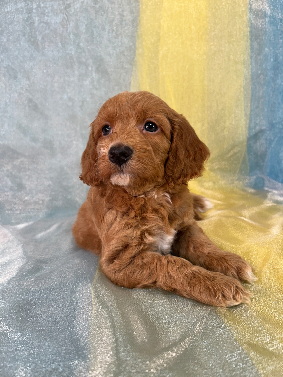 Cockapoo Puppies for Sale | Cockapoo Breeder in Iowa