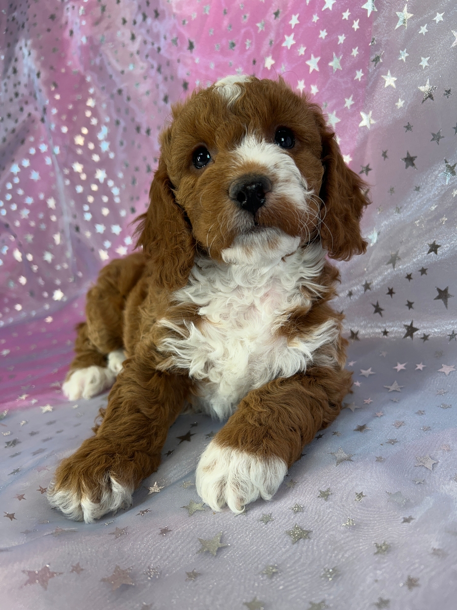 Dark Red Cockapoos with White Markings Ready Now!