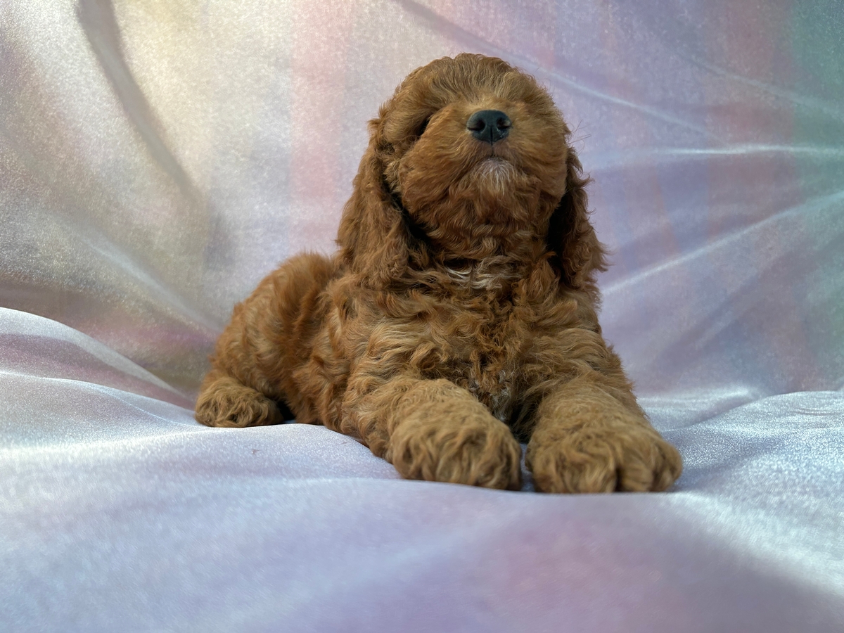 Red Female Cockapoo Puppy, Iowa Bred F1 Cockapoos
