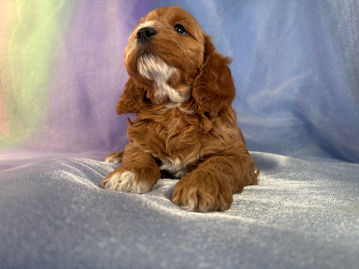 Dark Red F1 Cockapoo Puppies for Sale, Iowa Breeders