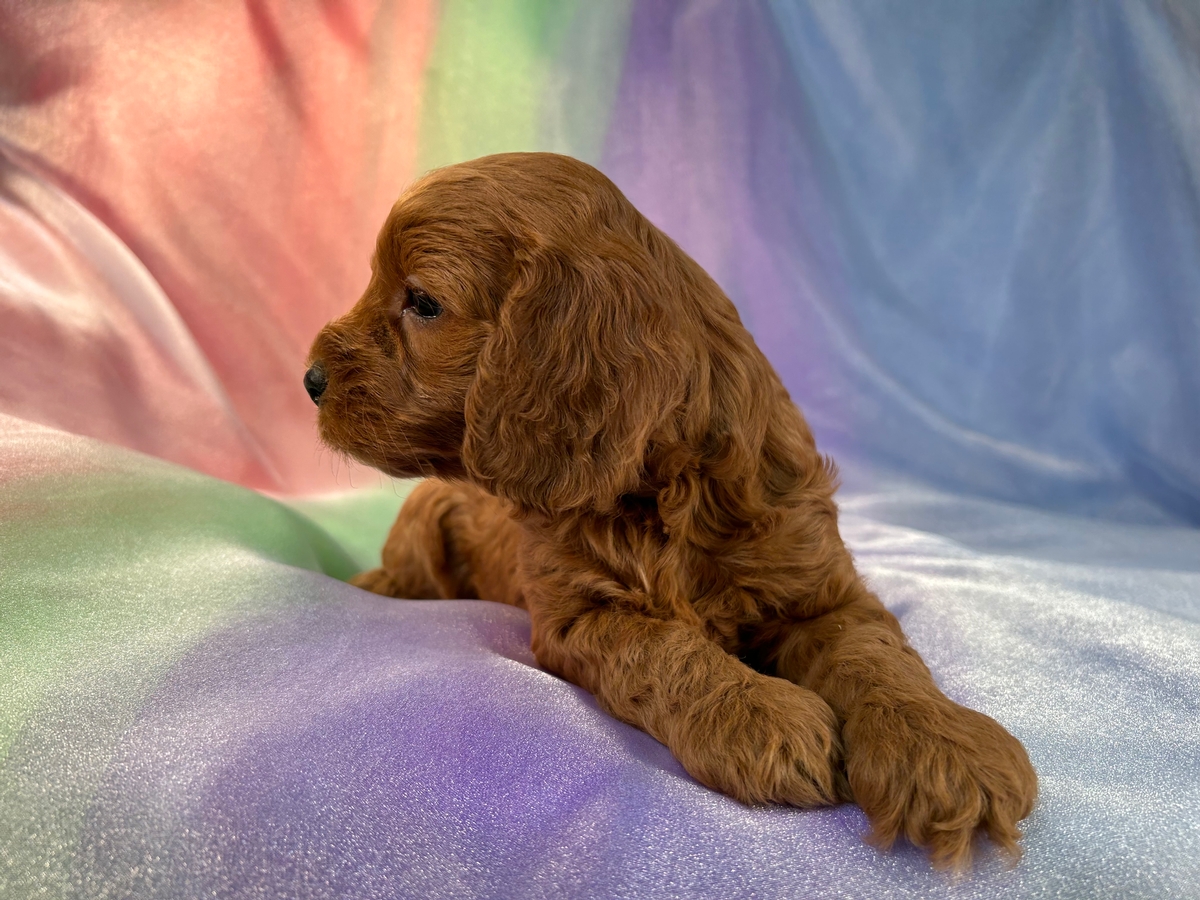 Iowa Cockapoo Breeder, Dark Red Cockapoos Available Now!
