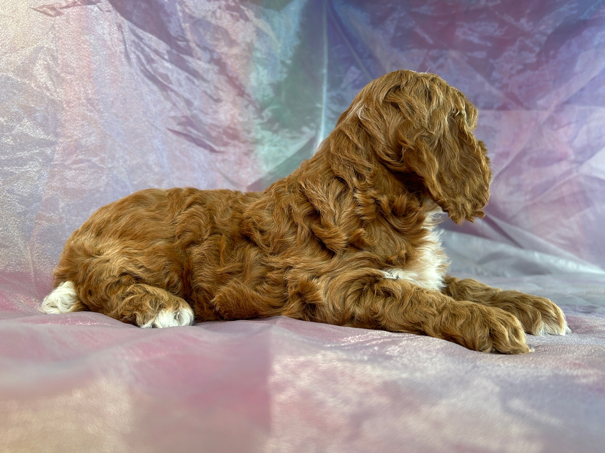 Dark Red Cockapoo Puppies with White Marking for Sale $1200