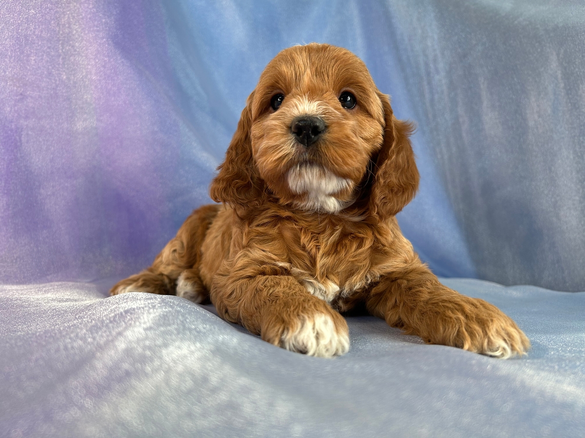 Cockapoo Puppies for Sale | Cockapoo Breeder in Iowa