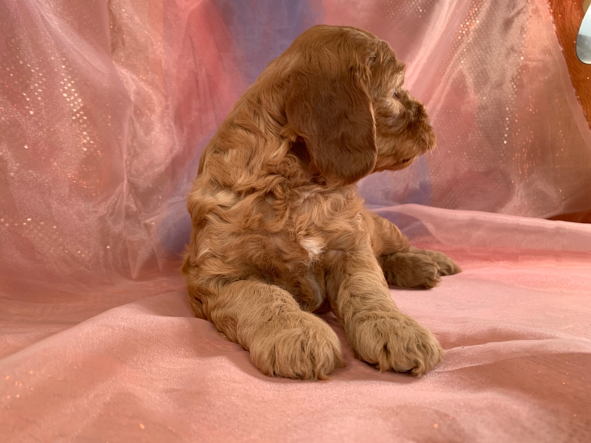 Female Cockapoo Puppies for Sale, Iowa's Top Cockapoo Breeders