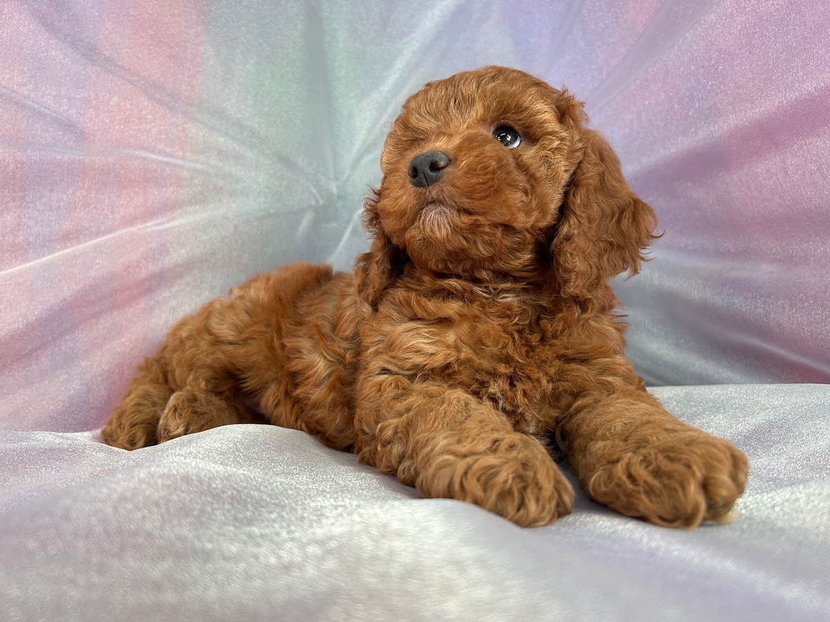 Red Female Cockapoo Puppy, Iowa Bred F1 Cockapoos