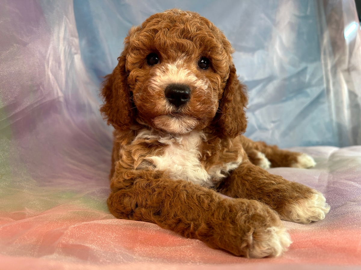Iowa and Minnesota's Top Cockapoo Breeder, Puppies Available!
