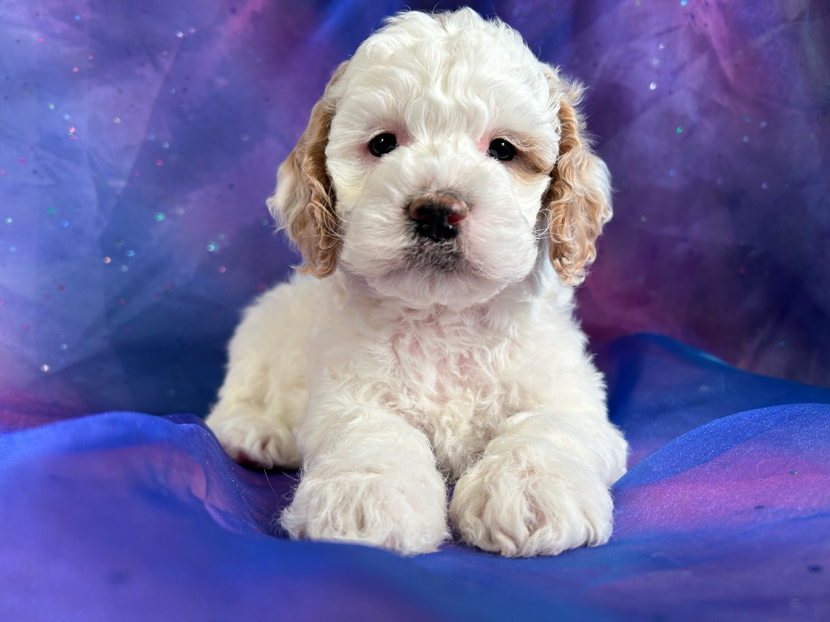 Cockapoo Puppies for Sale | Cockapoo Breeder in Iowa