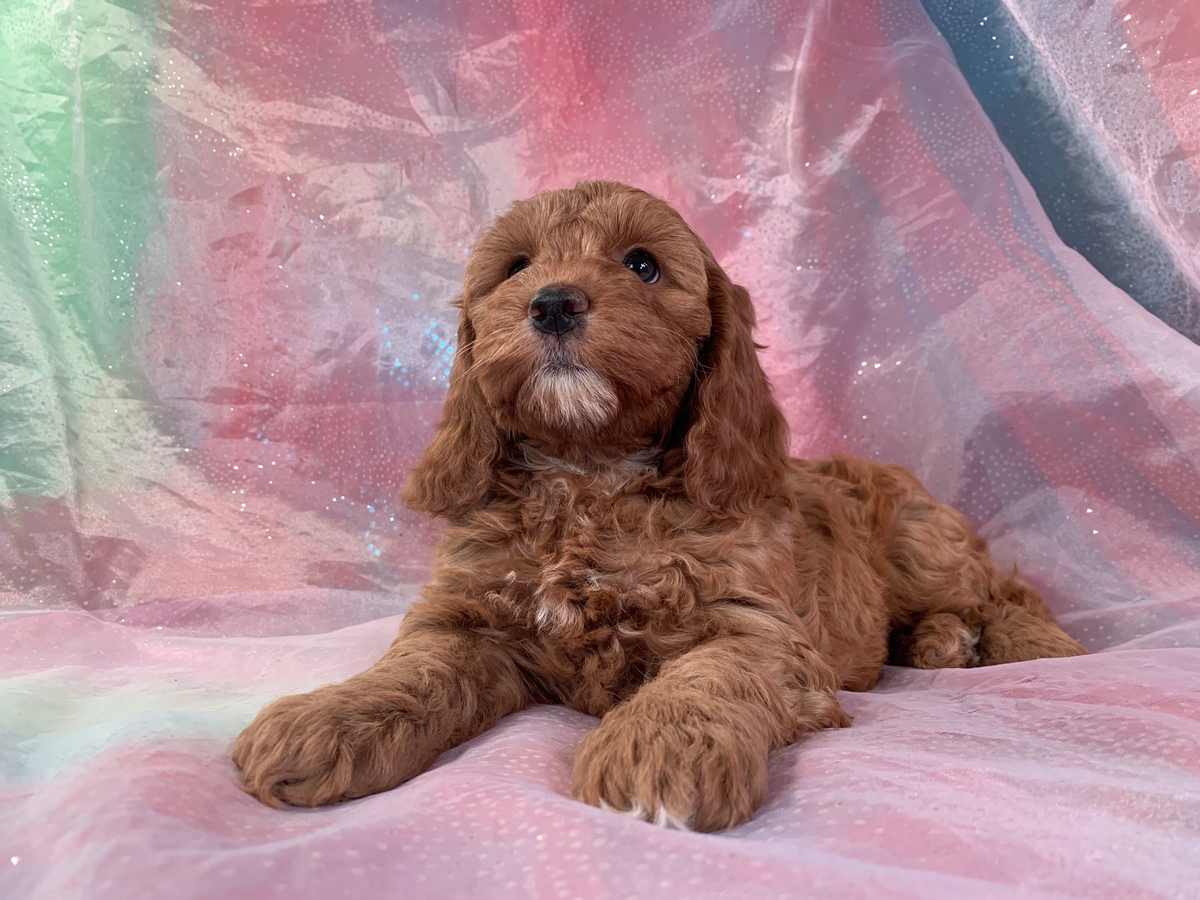 Dark Red Female Cockapoo Puppy for Sale in Iowa $1200