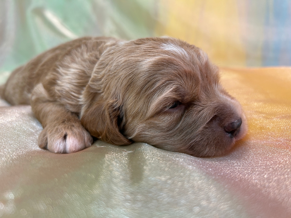 Buff and White Cockapoo Females Available Now!