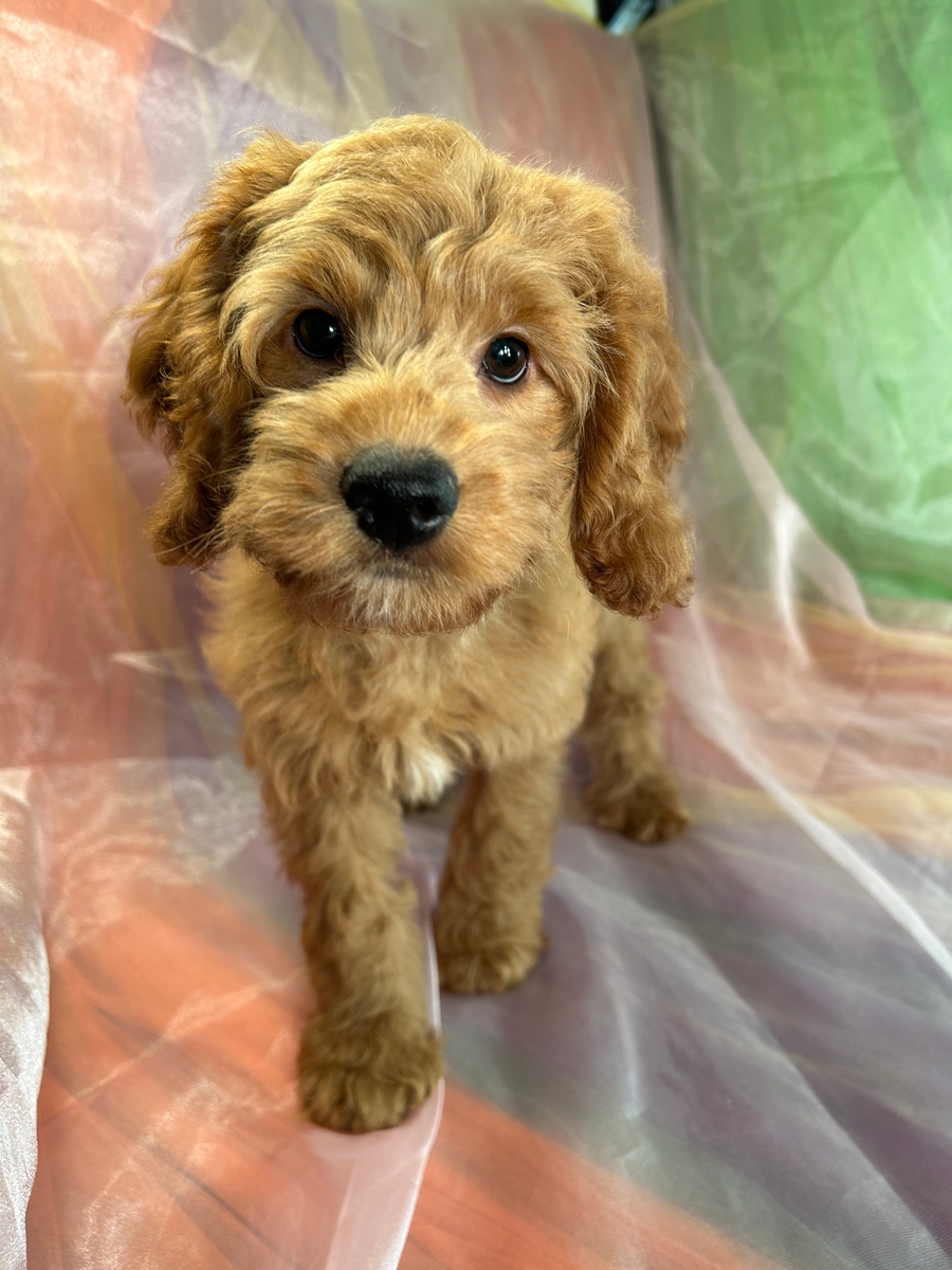 Professional Breeder, Cockapoo Puppies for Sale Now!