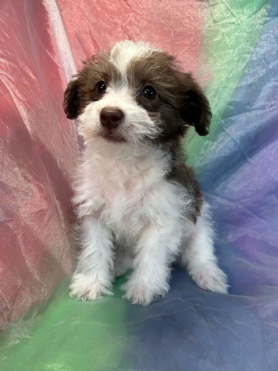 Chocolate and White Female Schnoodle Puppy for Sale in Iowa