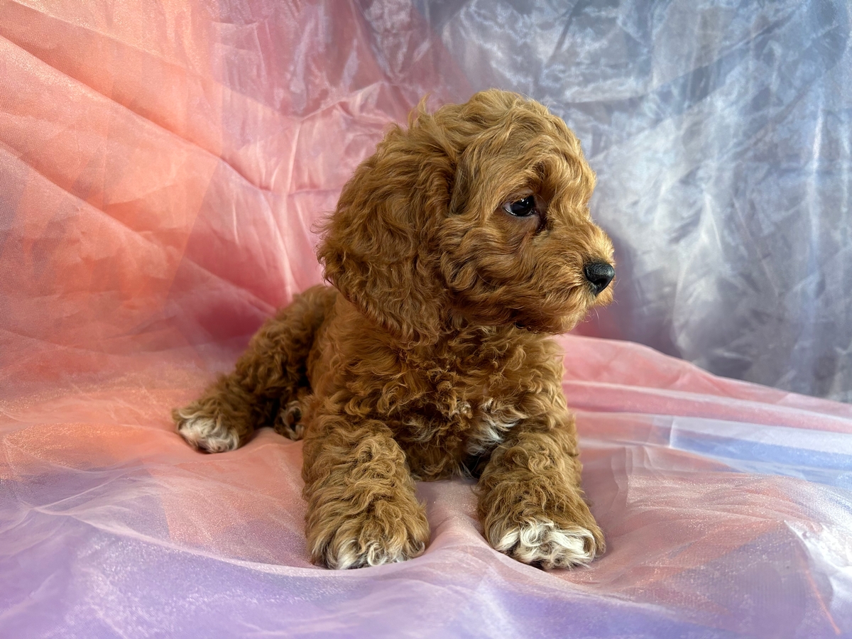 Dark Red Female Cockapoo Puppies for Sale