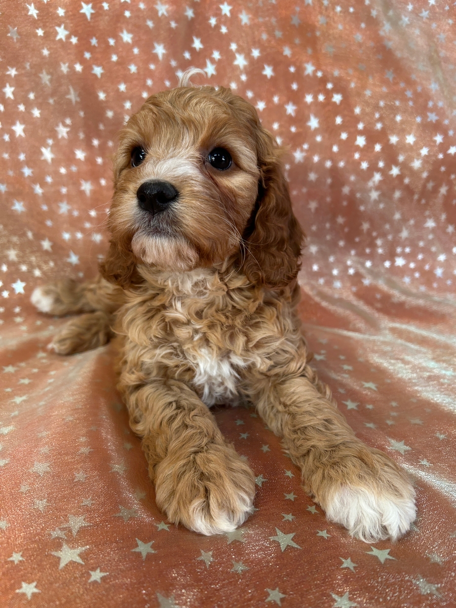 Cockapoo Puppies for Sale | Cockapoo Breeder in Iowa