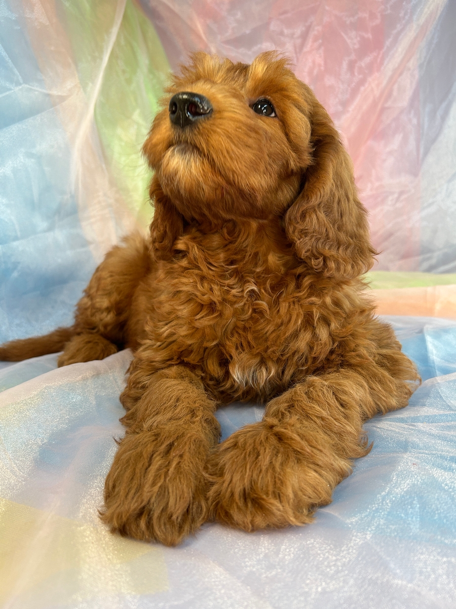 Dark Red Female Miniature Bernedoodle Puppies Available
