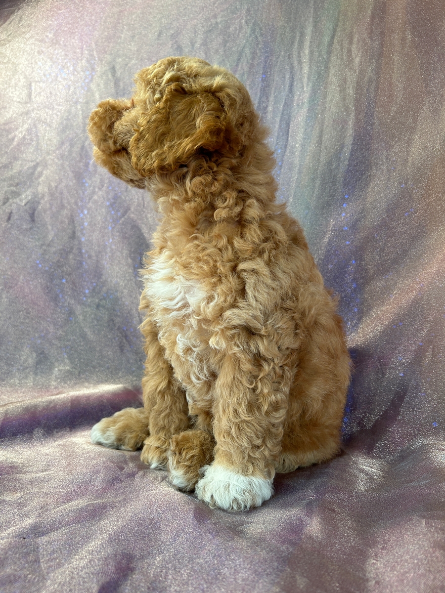 Red Schnoodles With White Markings Available Now!