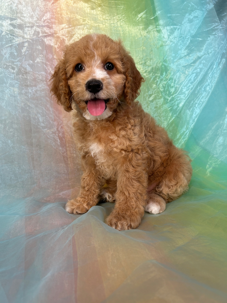 Iowa's Best Cockapoo Breeder!