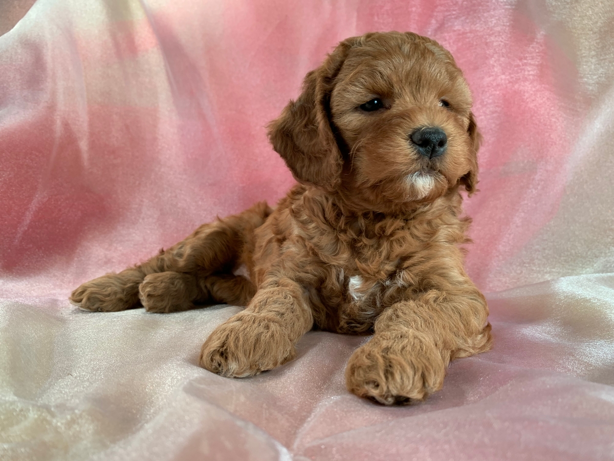 F1b Puppies for Sale, Red Mini Goldendoodles Available Now!