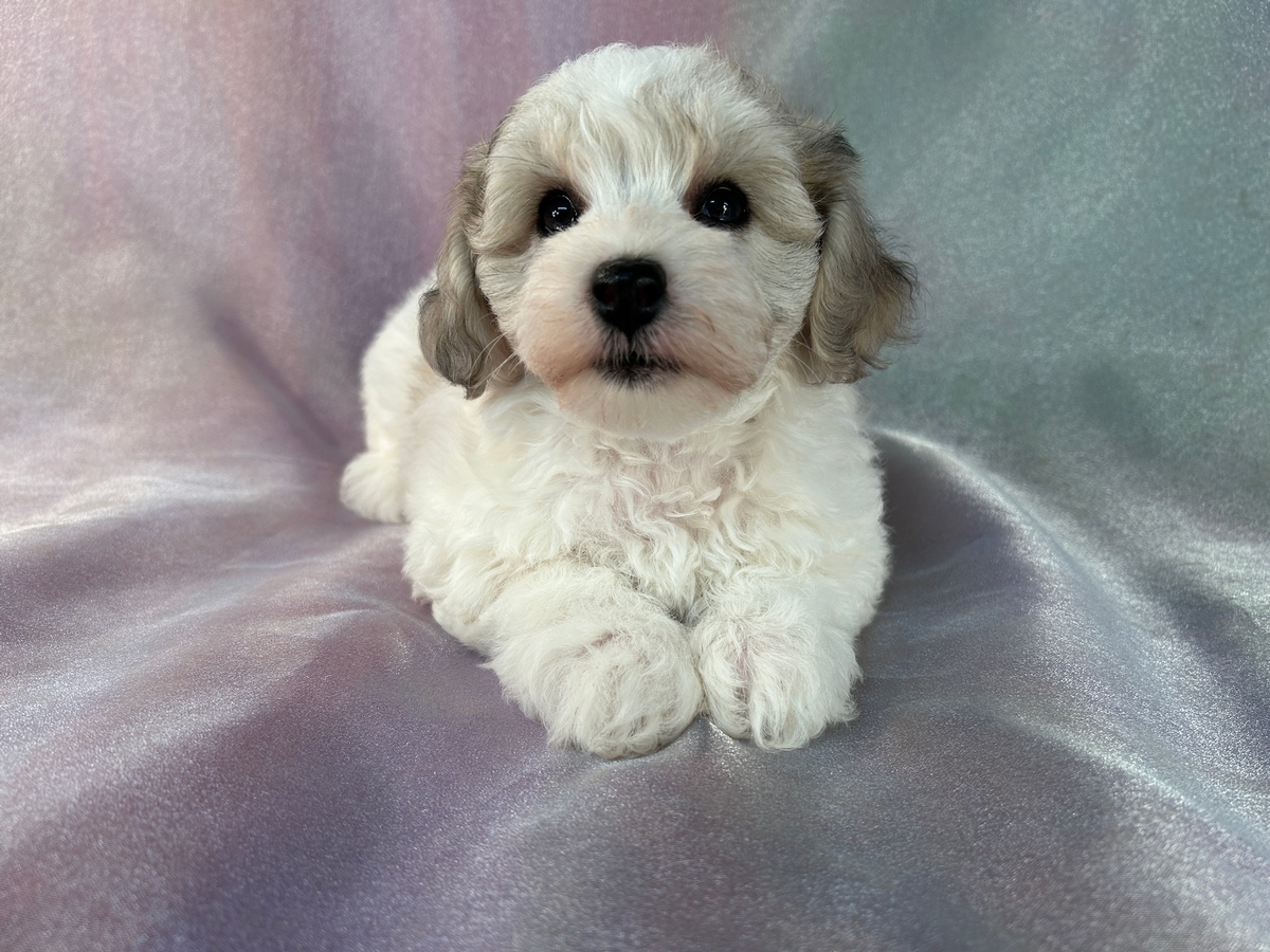 Parti-Colored Mini Schnoodles for Sale, Iowa Breeders