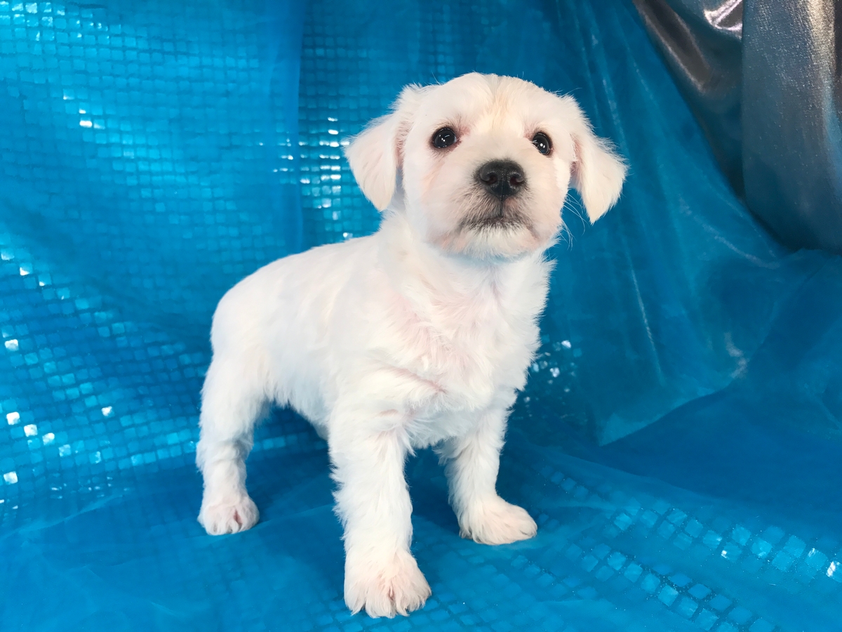 White Miniature Schnoodle Puppies for Sale
