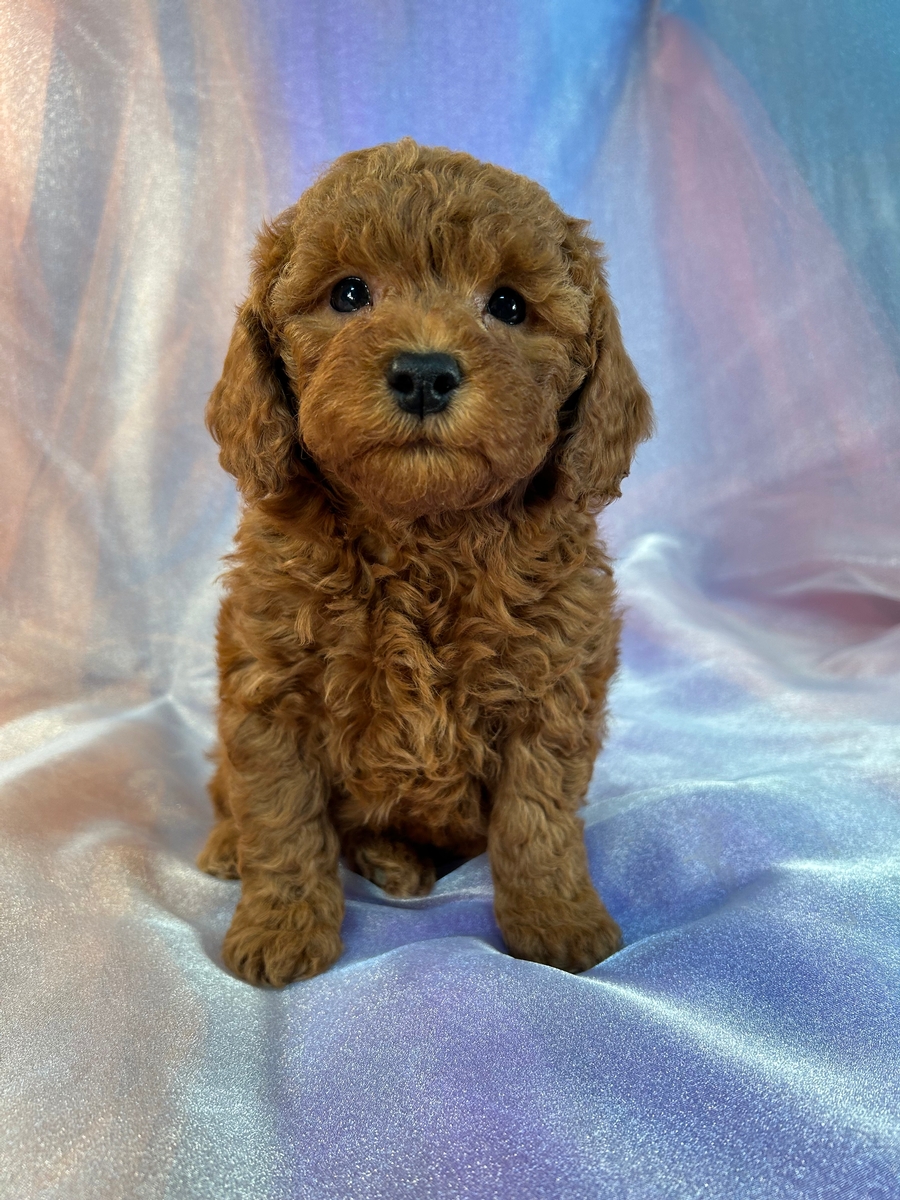 Mini Goldendoodle Iowa at Lindy Rossi blog