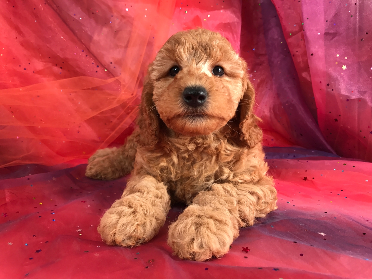 Female Miniature Goldendoodle For Sale|Apricot Puppy|Iowa Breeders