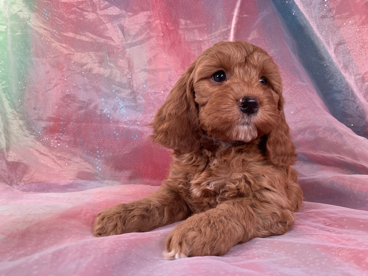 Dark Red Female Cockapoo Puppy for Sale in Iowa $1200