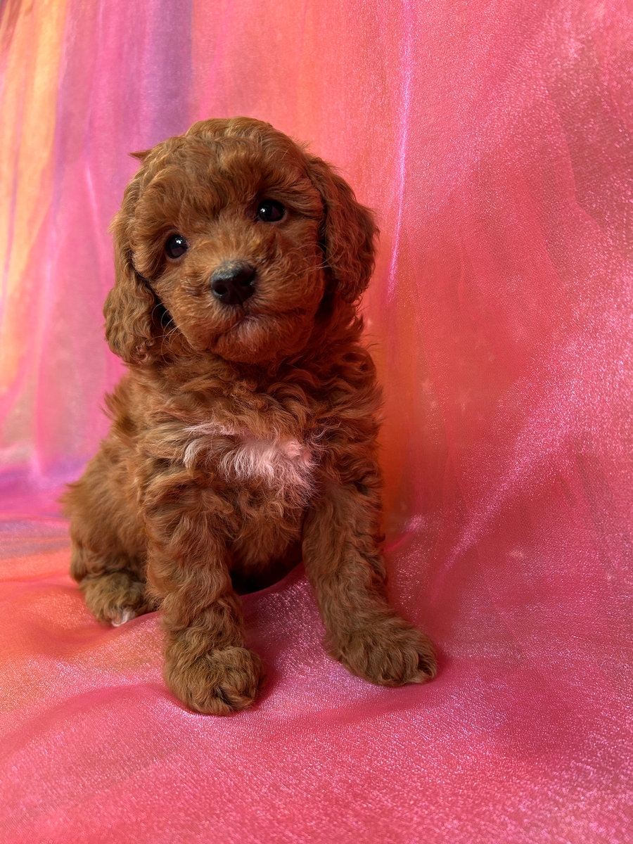 Iowa and Minnesota's Best Mini Bernedoodle Breeder