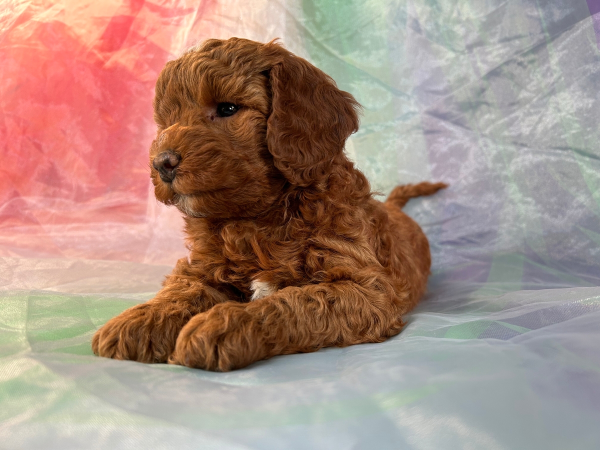 Dark Red Mini Bernedoodle Breeders in Iowa