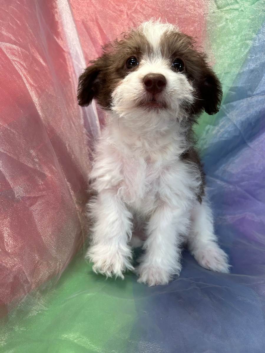 Chocolate and White Female Schnoodle Puppy for Sale in Iowa